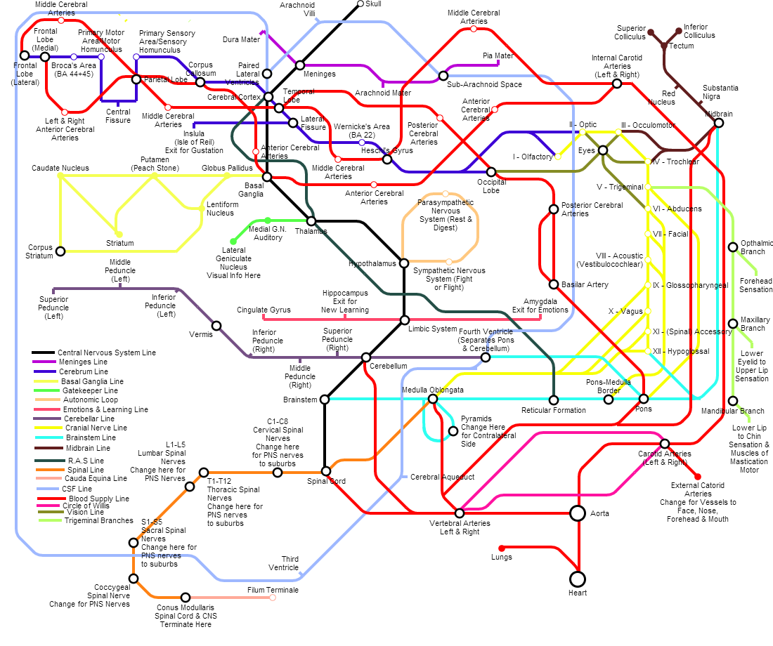 The Central Nervous System if it were the London Underground – Kenny ...